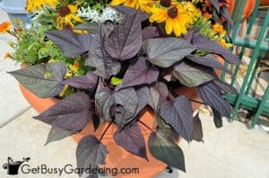 Sweet Potato Vine Plant Care & Growing Guide