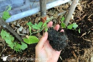 Growing Cucamelons: The Complete Mouse Melon Care Guide