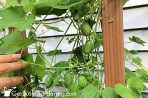 Growing Cucamelons: The Complete Mouse Melon Care Guide