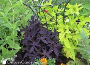Sweet Potato Vine Plant Care & Growing Guide