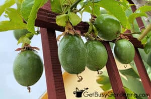 Growing Passion Fruit: Complete Plant Care Guide