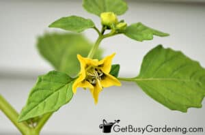 Growing Tomatillos - The Complete How To Guide