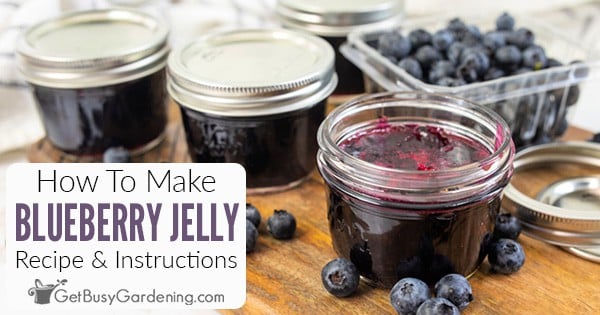 Homemade Blueberry Jelly Recipe (Quick & Easy!) Homemade Blueberry Jelly Recipe (Quick & Easy!)