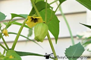 Growing Tomatillos - The Complete How To Guide
