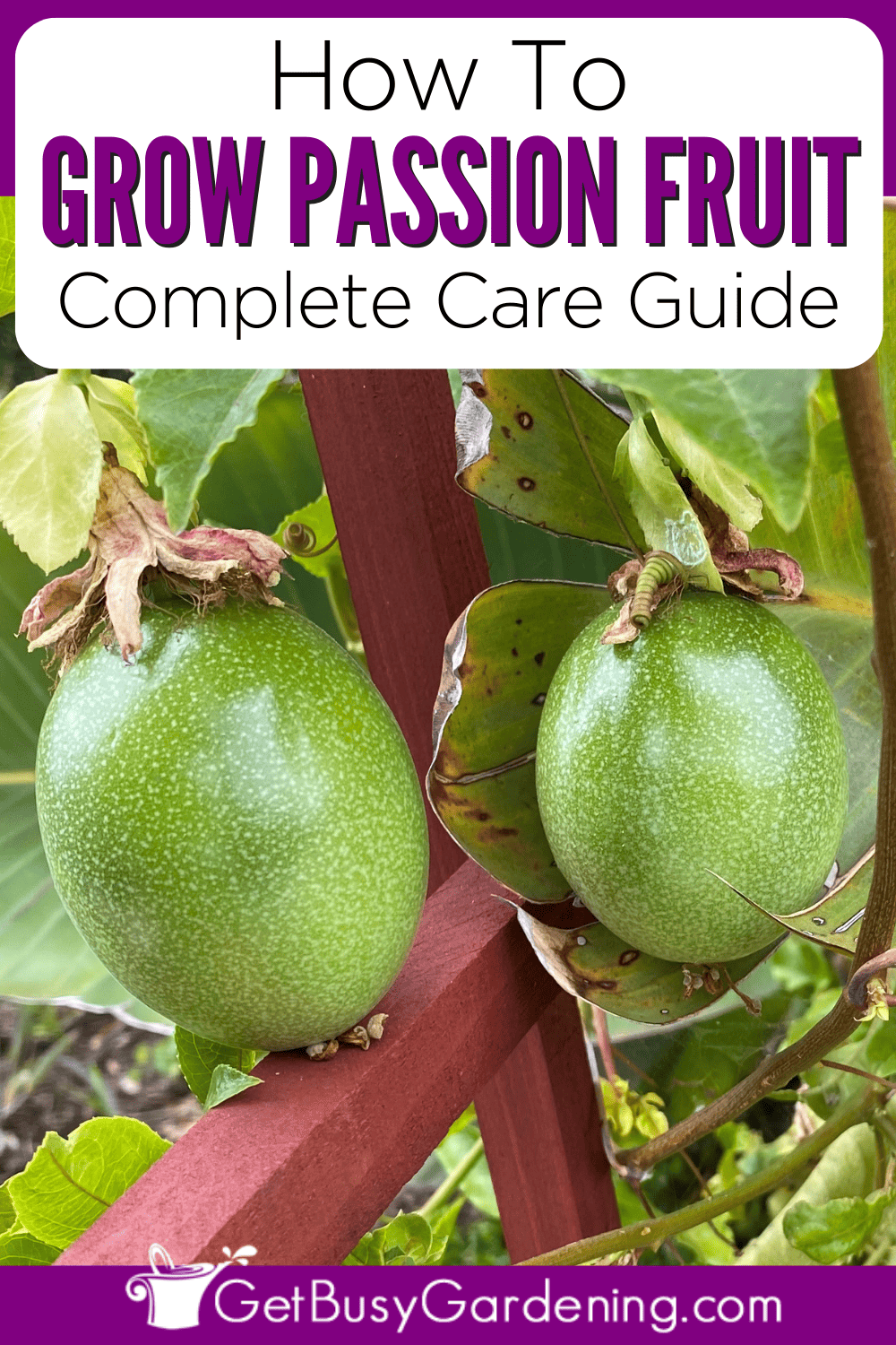Growing Passion Fruit Complete Plant Care Guide