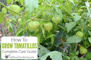 Growing Tomatillos - The Complete How To Guide