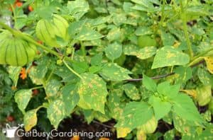 Growing Tomatillos - The Complete How To Guide