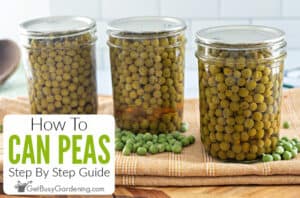 Canning Peas Easily & Safely: Complete How To Guide