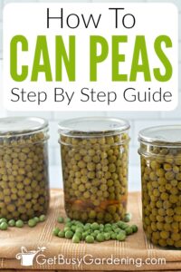Canning Peas Easily & Safely: Complete How To Guide