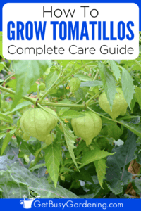 Growing Tomatillos - The Complete How To Guide