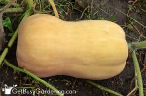 Growing Winter Squash: Complete How To Guide