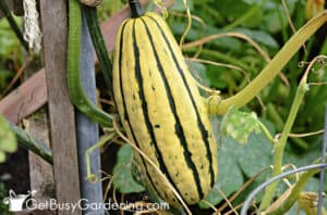 Growing Winter Squash: Complete How To Guide