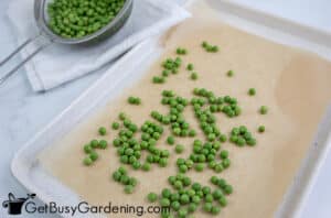 Freezing Peas: The Complete How To Guide - Get Busy Gardening