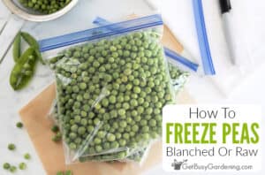 Freezing Peas: The Complete How To Guide - Get Busy Gardening