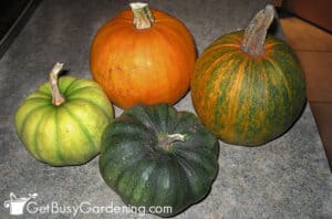 Growing Winter Squash: Complete How To Guide