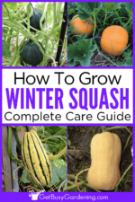 Growing Winter Squash: Complete How To Guide