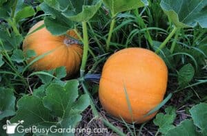 Growing Winter Squash: Complete How To Guide
