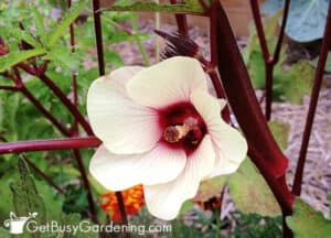 Growing Okra - The Complete How To Guide - Get Busy Gardening