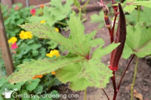 Growing Okra - The Complete How To Guide - Get Busy Gardening
