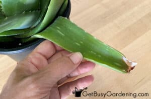 Aloe Vera Watering Guide (When, How Often & How Much)