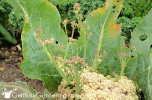 Growing Cauliflower - The Complete How To Guide