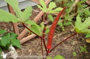 Growing Okra - The Complete How To Guide - Get Busy Gardening