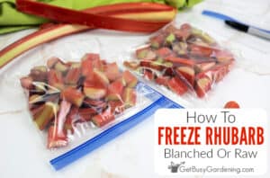 Freezing Rhubarb With Or Without Blanching - Get Busy Gardening