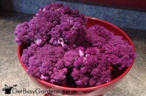 Growing Cauliflower - The Complete How To Guide