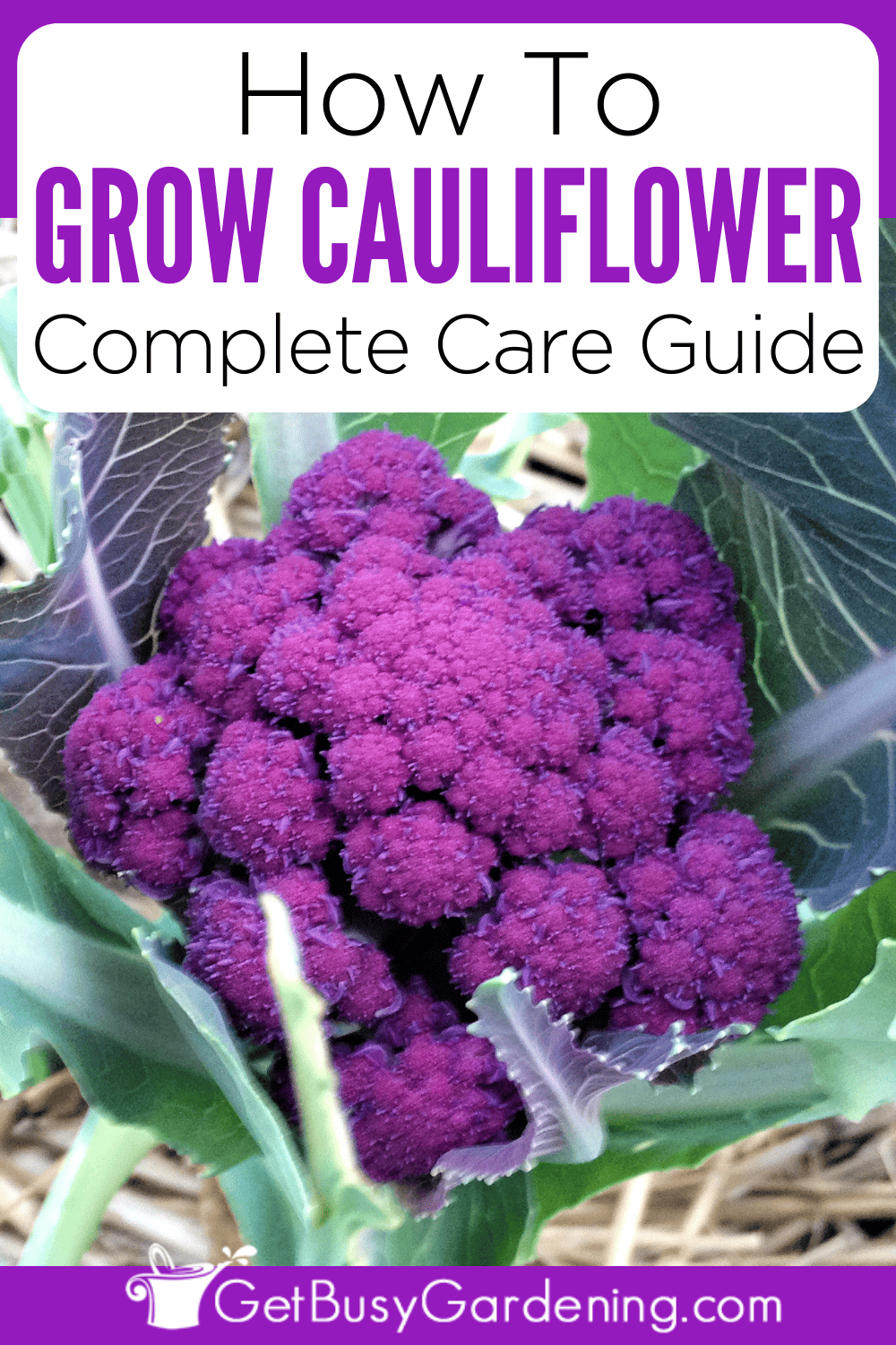 Growing Cauliflower - The Complete How To Guide