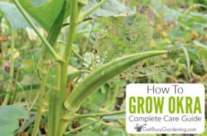 Growing Okra - The Complete How To Guide - Get Busy Gardening