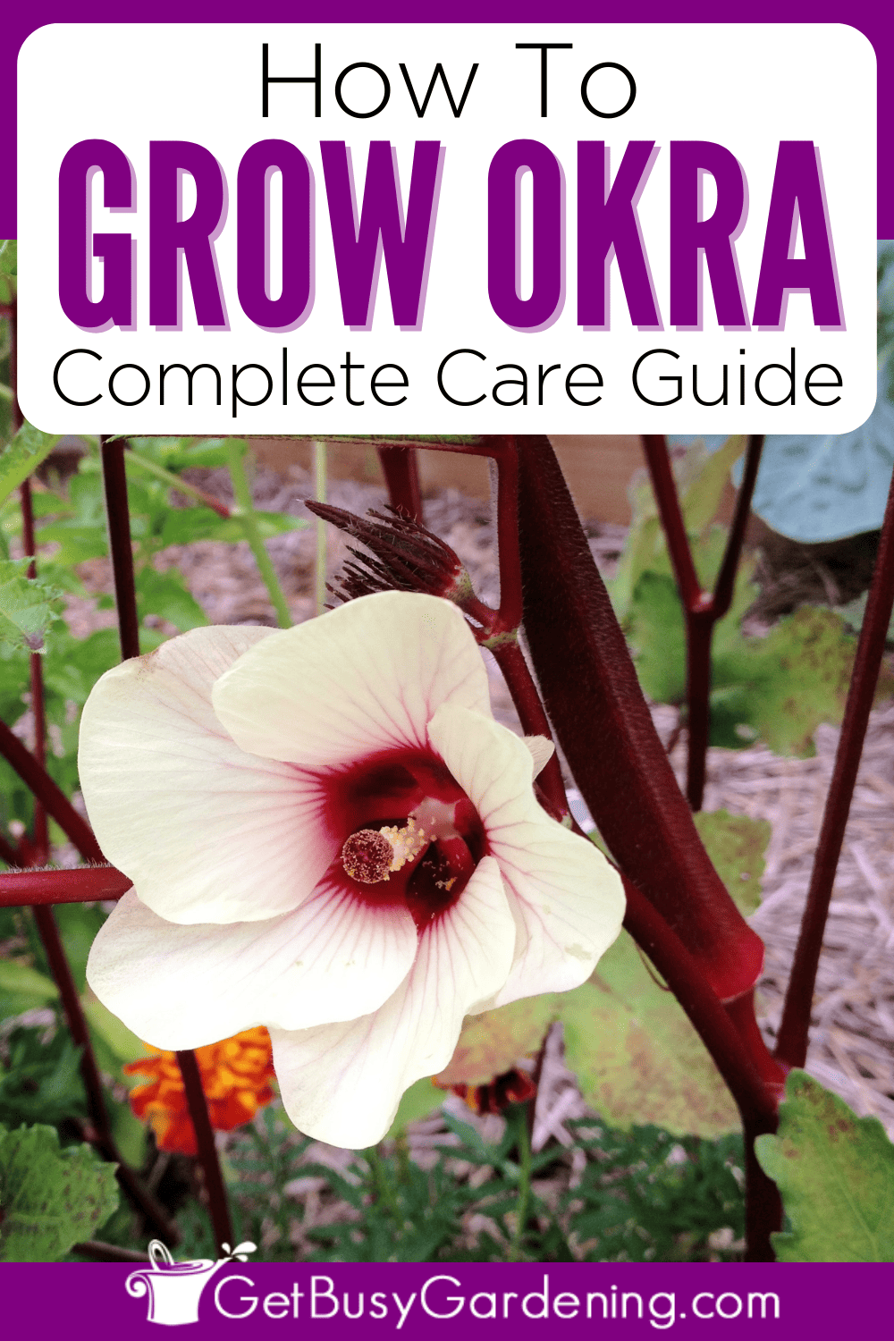 Growing Okra - The Complete How To Guide - Get Busy Gardening