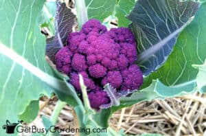 Growing Cauliflower - The Complete How To Guide