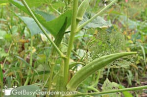 Growing Okra - The Complete How To Guide - Get Busy Gardening