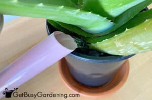Aloe Vera Watering Guide (When, How Often & How Much)