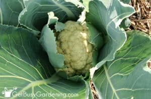 Growing Cauliflower - The Complete How To Guide