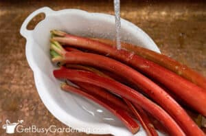 Freezing Rhubarb With Or Without Blanching - Get Busy Gardening
