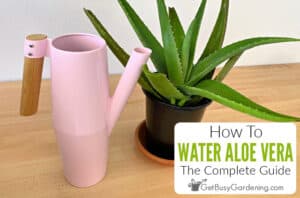 Aloe Vera Watering Guide (When, How Often & How Much)