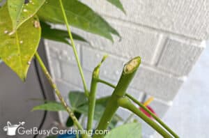 Pruning A Money Tree (Pachira aquatica) & How To Make It Bushy - Get ...