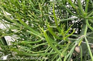Pencil Cactus Plant Care: How To Grow Euphorbia tirucalli - Get Busy ...