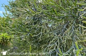 Pencil Cactus Plant Care: How To Grow Euphorbia tirucalli - Get Busy ...