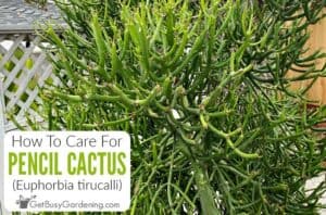 Pencil Cactus Plant Care: How To Grow Euphorbia tirucalli - Get Busy ...