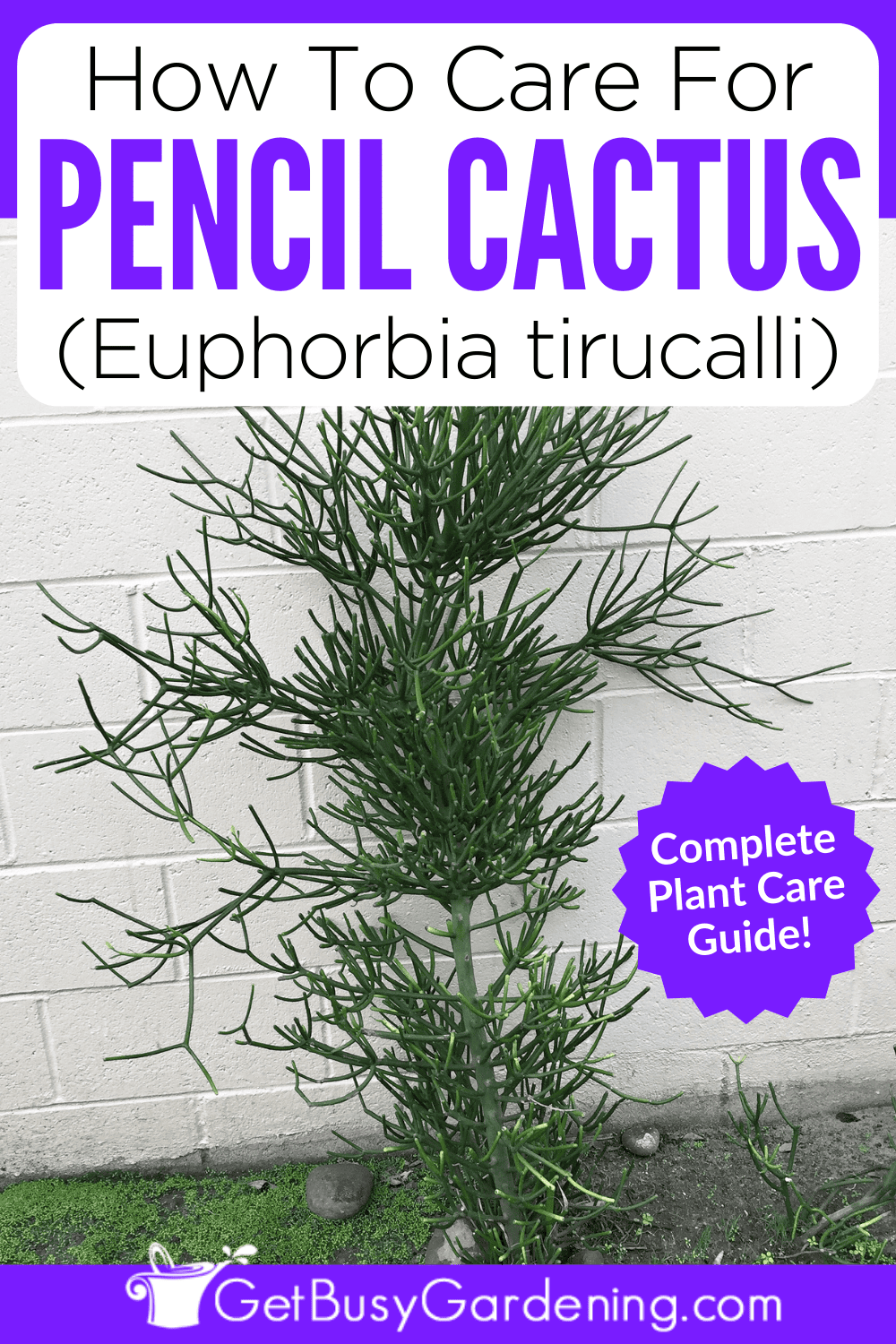 Pencil Cactus Plant Care: How To Grow Euphorbia tirucalli - Get Busy ...