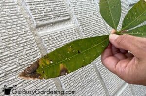 Pruning A Money Tree (Pachira aquatica) & How To Make It Bushy - Get ...