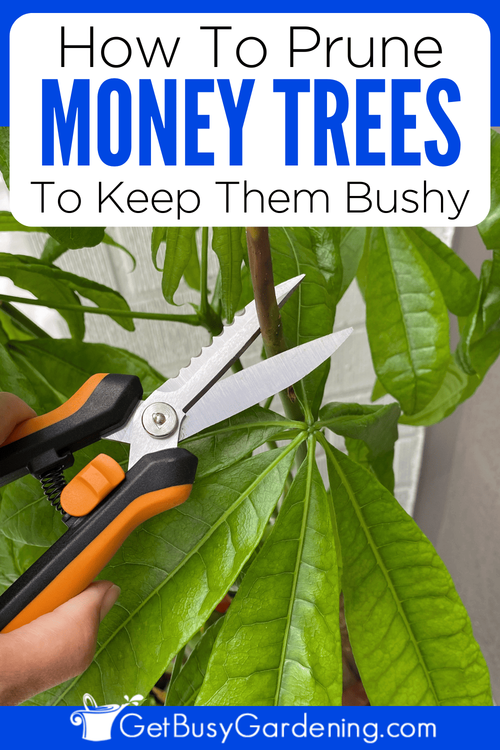 Pruning A Money Tree (Pachira aquatica) & How To Make It Bushy - Get ...