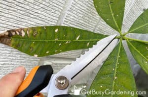 Pruning A Money Tree (Pachira aquatica) & How To Make It Bushy - Get ...