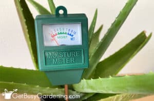 Aloe Vera Watering Guide (When, How Often & How Much)
