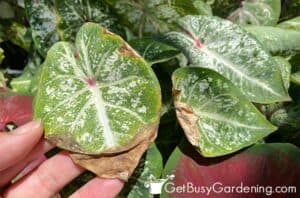 Caladium Plant Care & Growing Guide - Get Busy Gardening