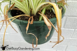 Spider Plant Watering Guide: When, How Often & How Much - Get Busy ...