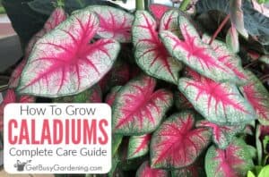 Caladium Plant Care & Growing Guide - Get Busy Gardening