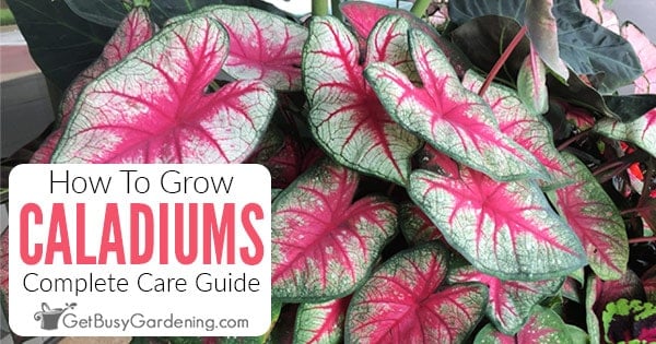 Caladium Plant Care & Growing Guide - Get Busy Gardening